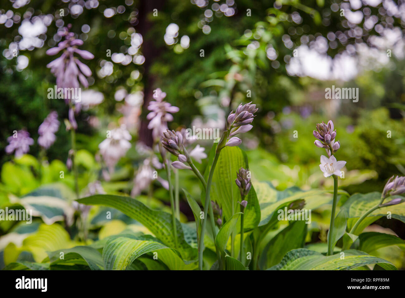 Hosta blooms close-up, a group of flowering plants in the garden ...