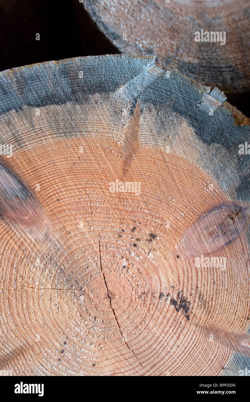 Diseased conifers hi-res stock photography and images - Alamy