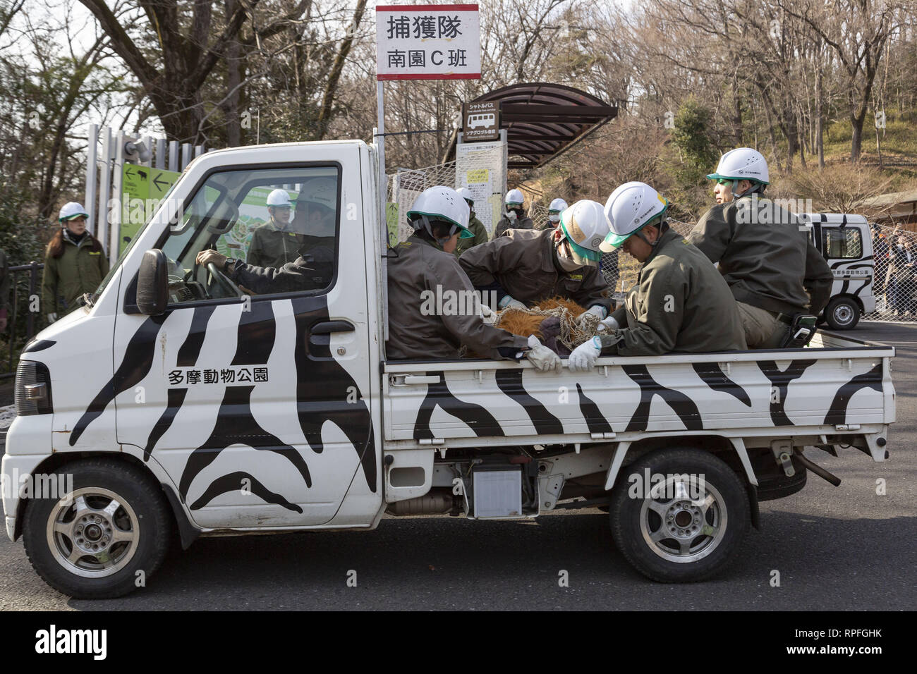 Tokyo, Japan. 22nd Feb, 2019. Zookeepers capture a zookeeper wearing ...