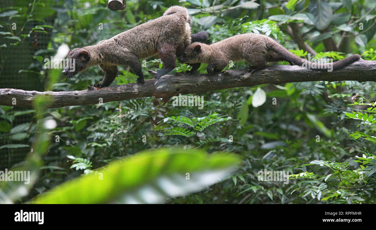 Singapore. 22nd Feb, 2019. A small-toothed palm civet baby (R) is seen ...