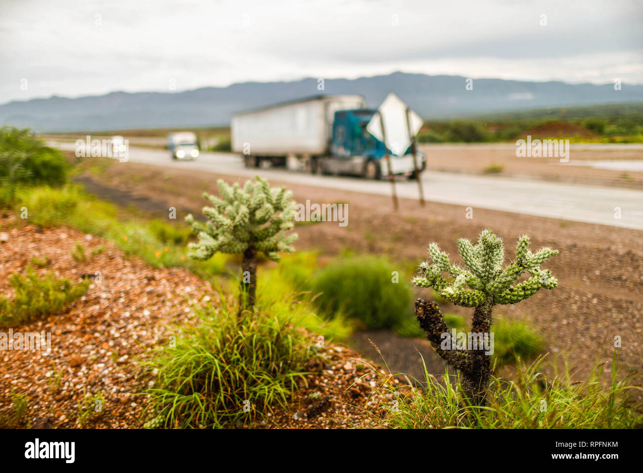 Choya. Cactus. Plantas y arbustos del desierto de Sonora, Mexico.(Photo ...