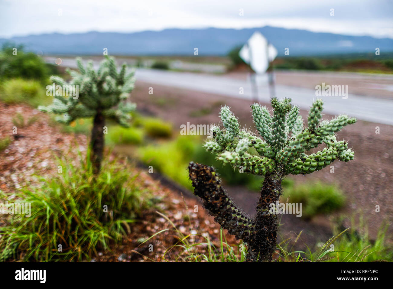 Choya. Cactus. Plantas y arbustos del desierto de Sonora, Mexico.(Photo ...