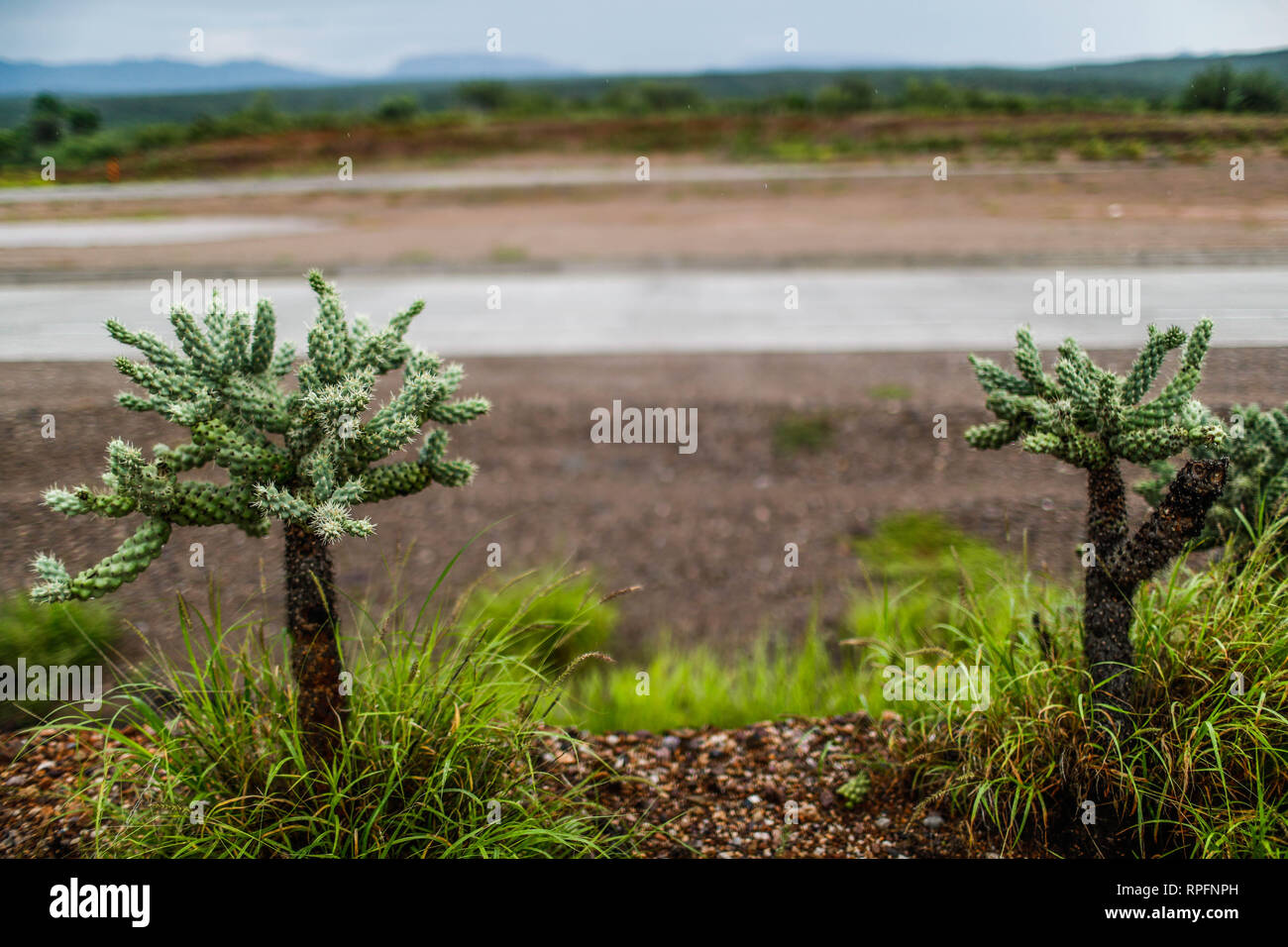 Choya. Cactus. Plantas y arbustos del desierto de Sonora, Mexico.(Photo ...