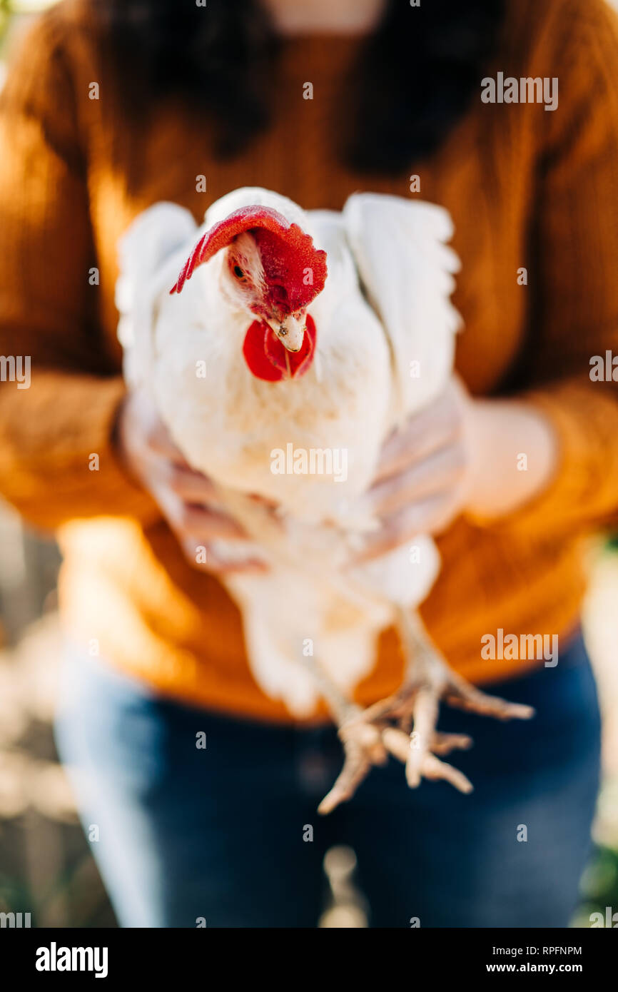 Farmer woman white chicken bird hi-res stock photography and images - Alamy