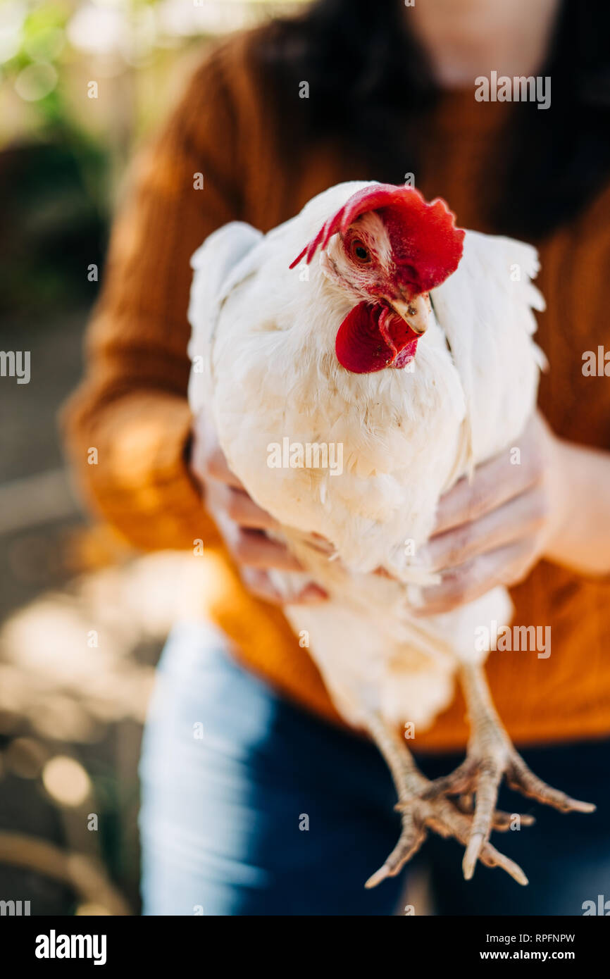 Woman holding pet chicken hen hi-res stock photography and images - Alamy