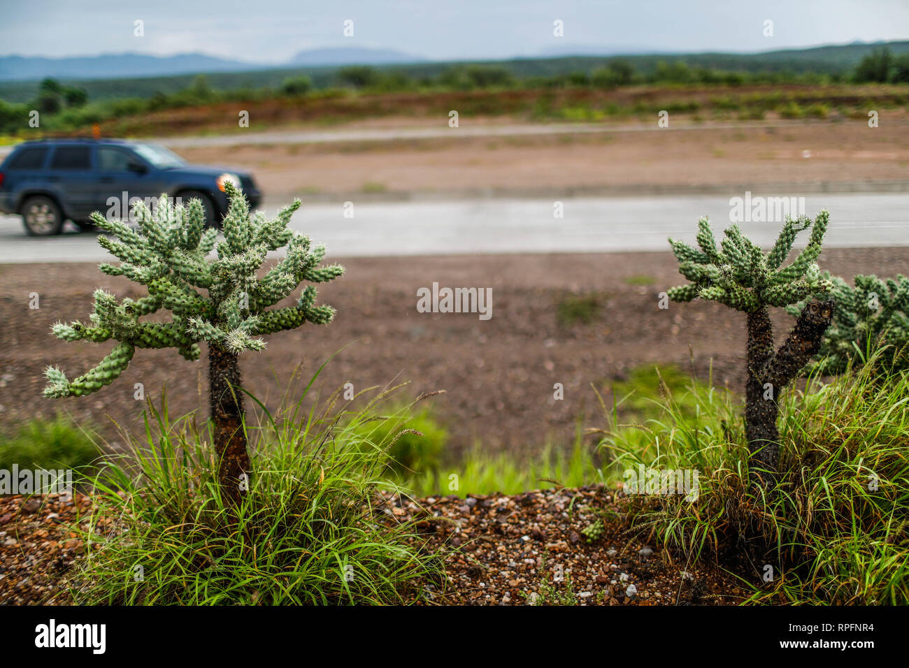 Choya. Cactus. Plantas y arbustos del desierto de Sonora, Mexico.(Photo ...