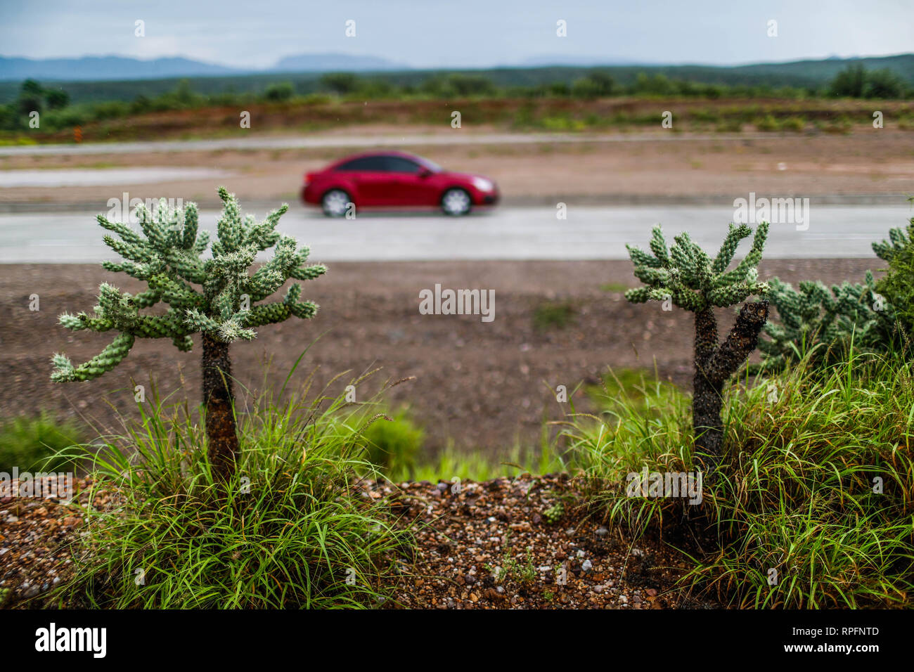 Choya. Cactus. Plantas y arbustos del desierto de Sonora, Mexico.(Photo ...