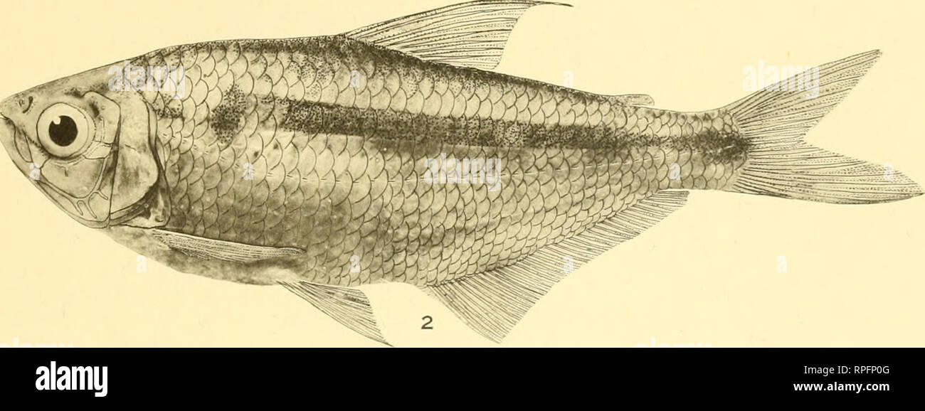 . The American Characidae. Characidae. . Please note that these images ...