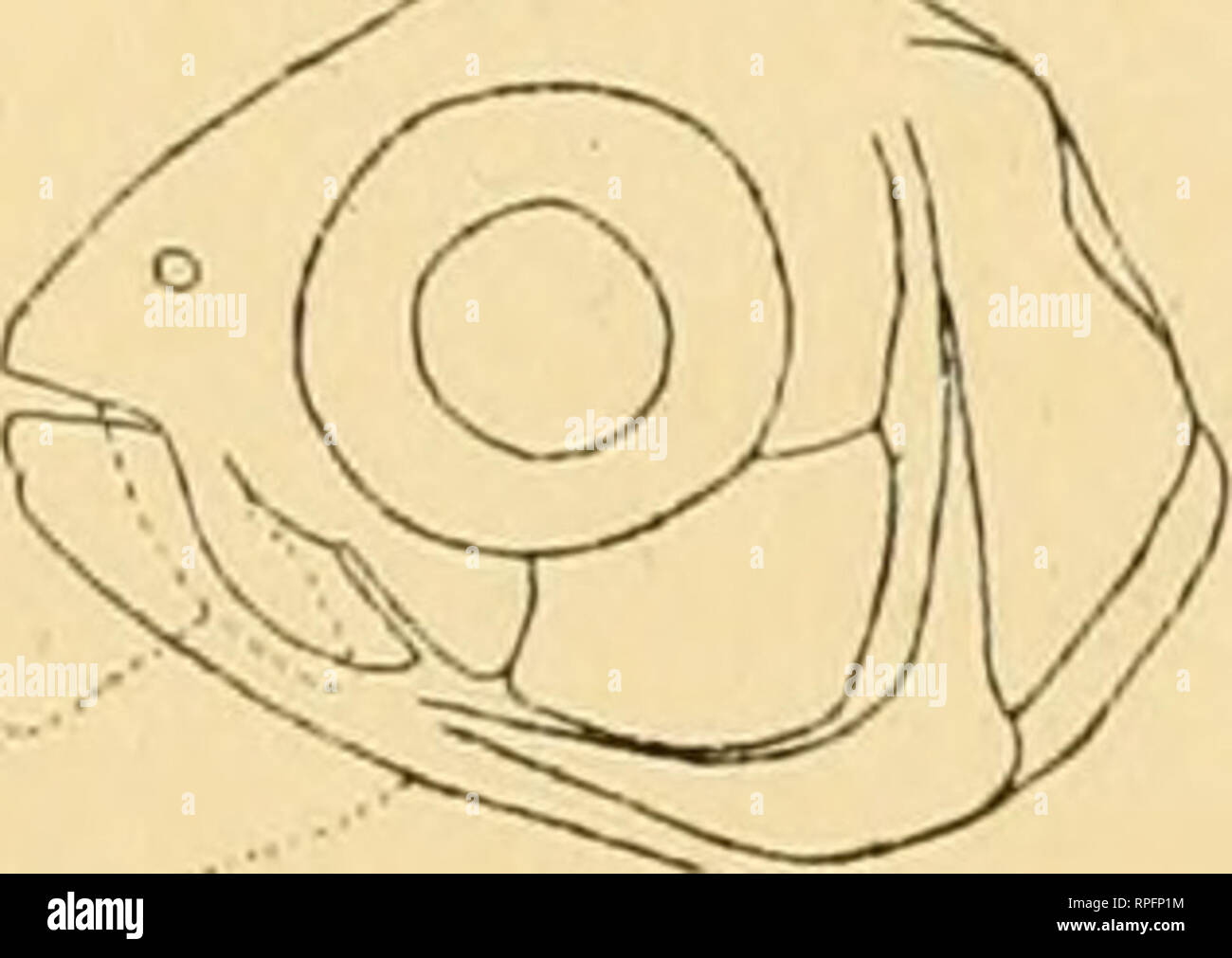 American characidae characidae fishes hi-res stock photography and ...