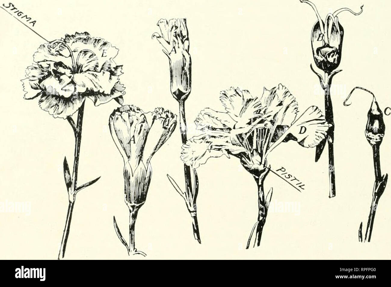 . The American carnation, how to grow it ... Carnations. CHAPTER XX ...