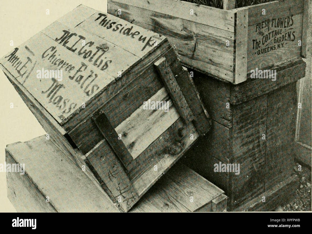 Carnation layers hi-res stock photography and images - Alamy