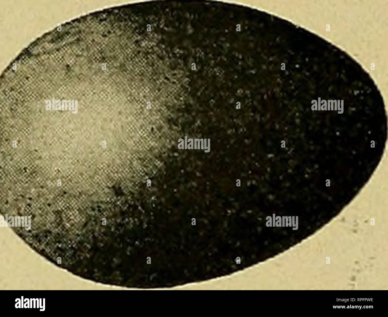 Nest with young under plumage hi-res stock photography and images - Alamy