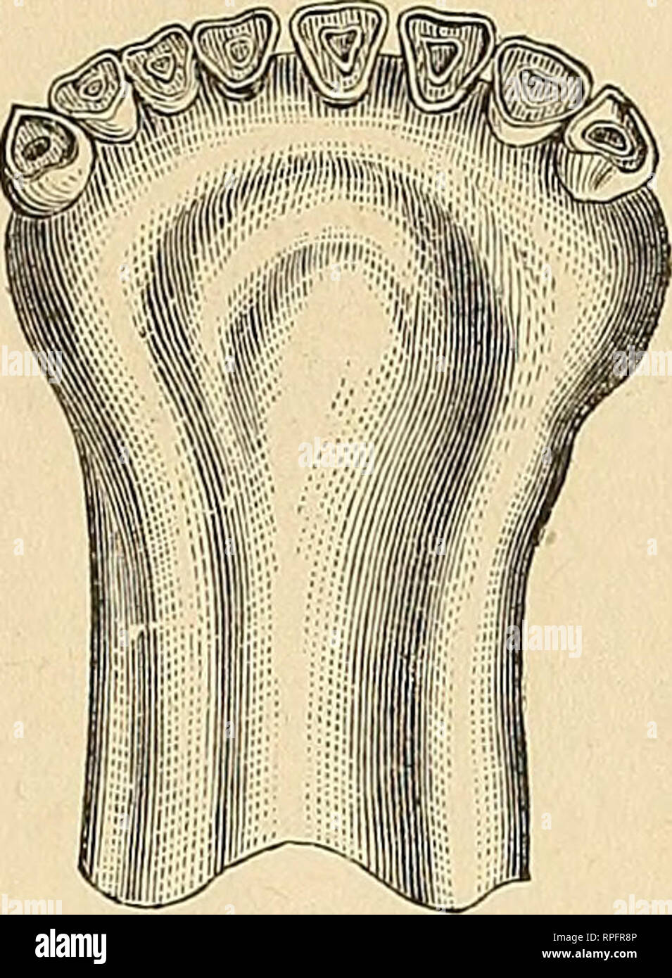 Prominent permanent teeth hi-res stock photography and images - Alamy