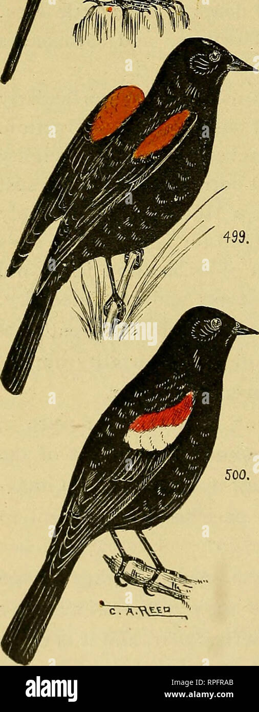 Birds chart identification bird hi-res stock photography and images - Alamy
