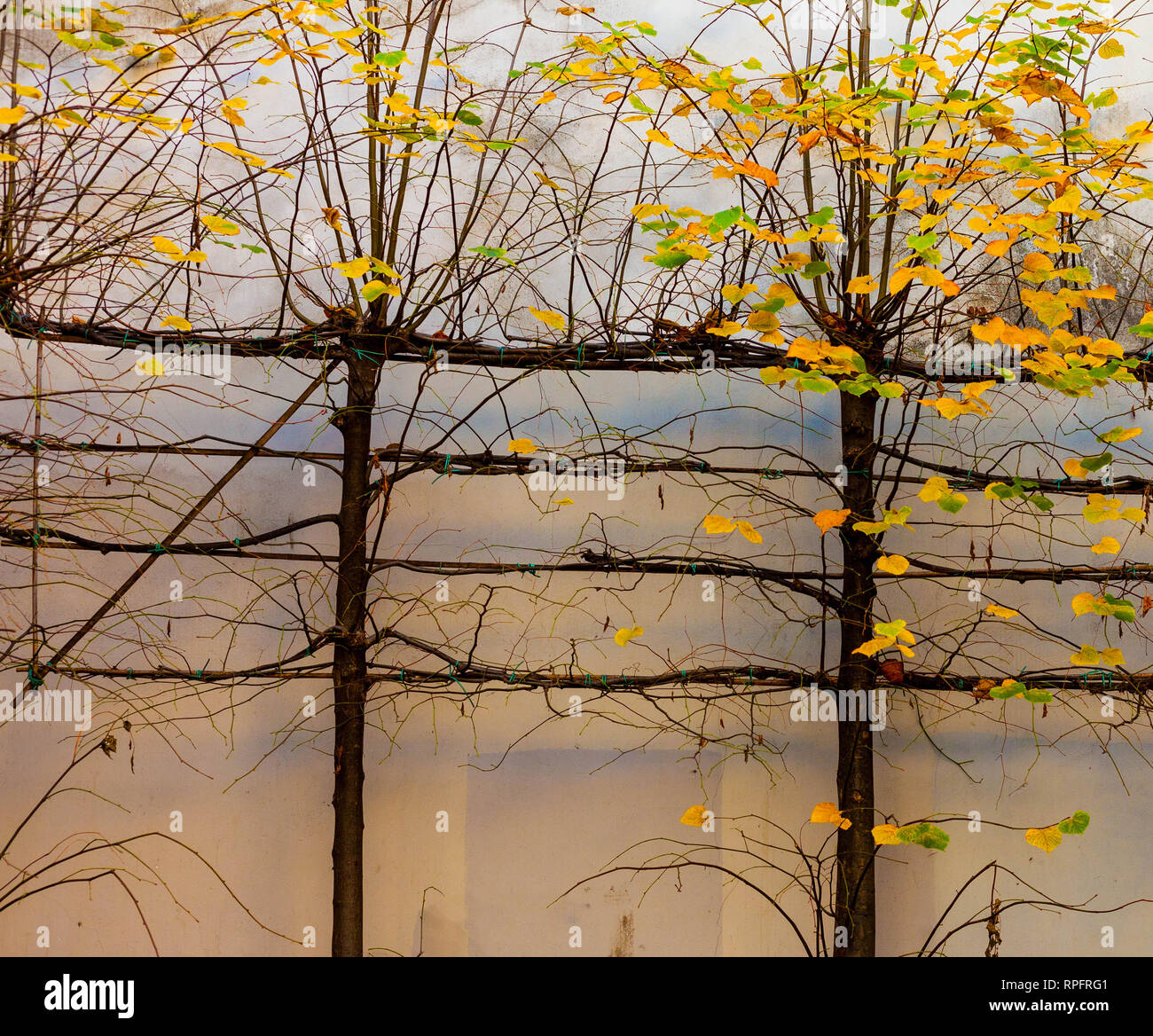 Tall trees with interlaced branches in big fence. Nature concept with ...