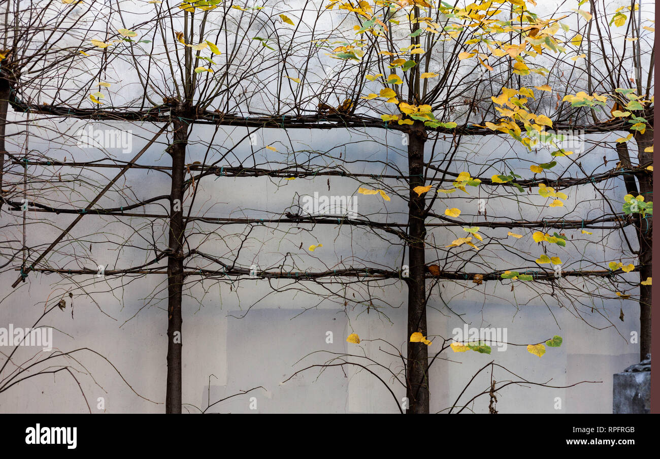 Nature concept with trees and leaves. Tall trees with interlaced ...