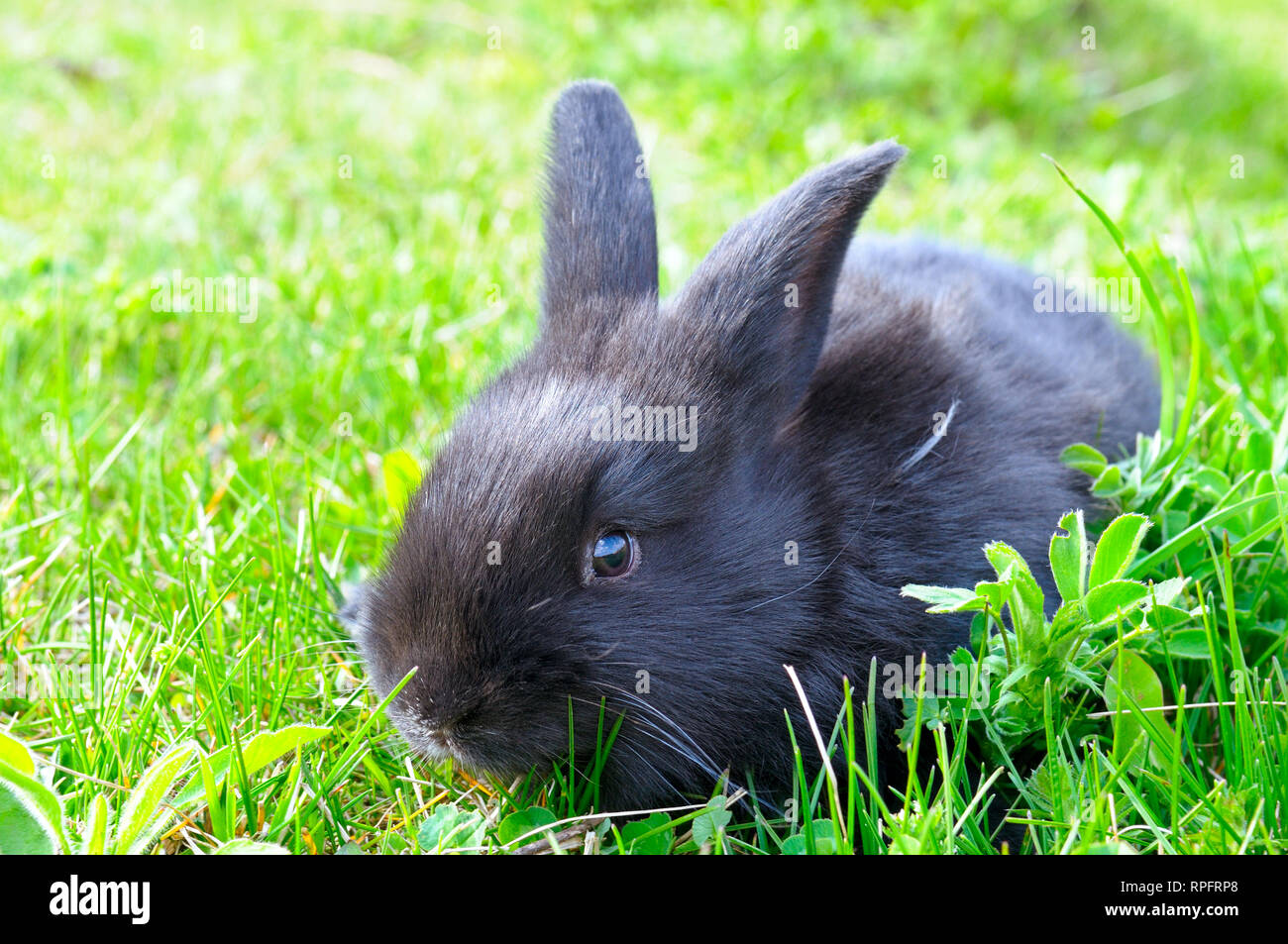 little rabbit on green grass background Stock Photo - Alamy