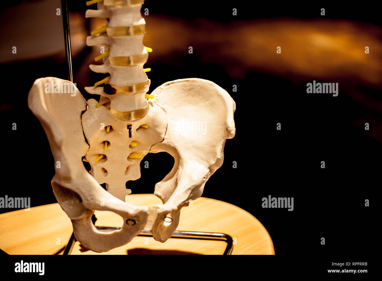 Artificial skeleton in the laboratory closeup image. Pile bone in close ...