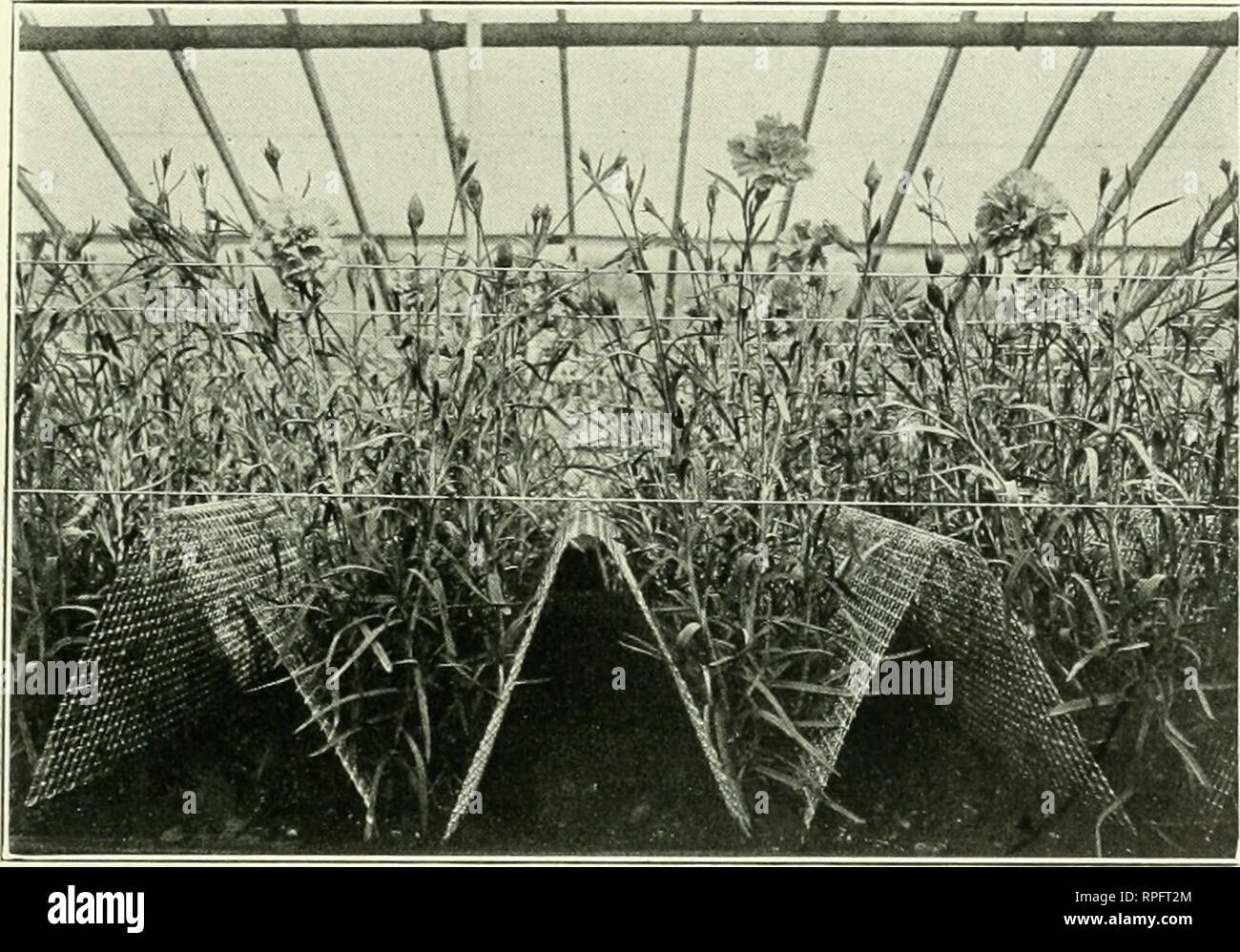 . The American carnation, how to grow it ... Carnations. Treatment ...