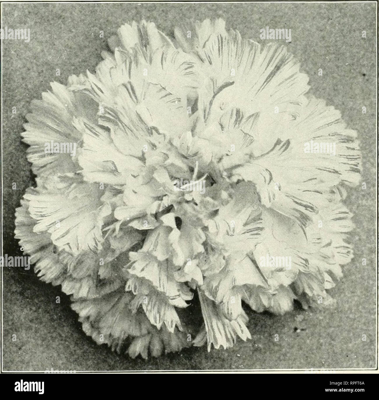 . The American carnation, how to grow it ... Carnations. Lifting and ...