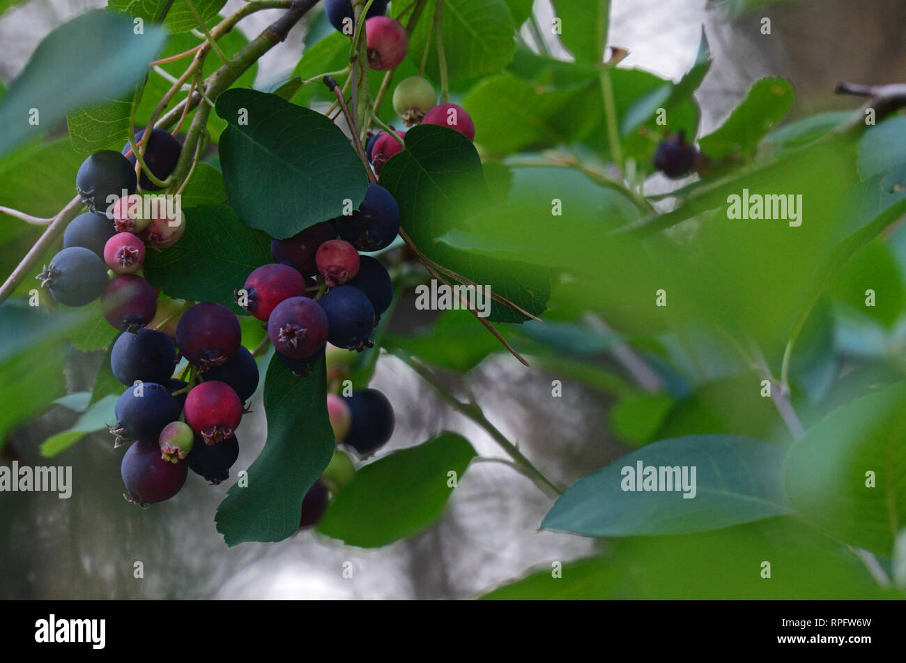 Montana serviceberry tree hi-res stock photography and images - Alamy