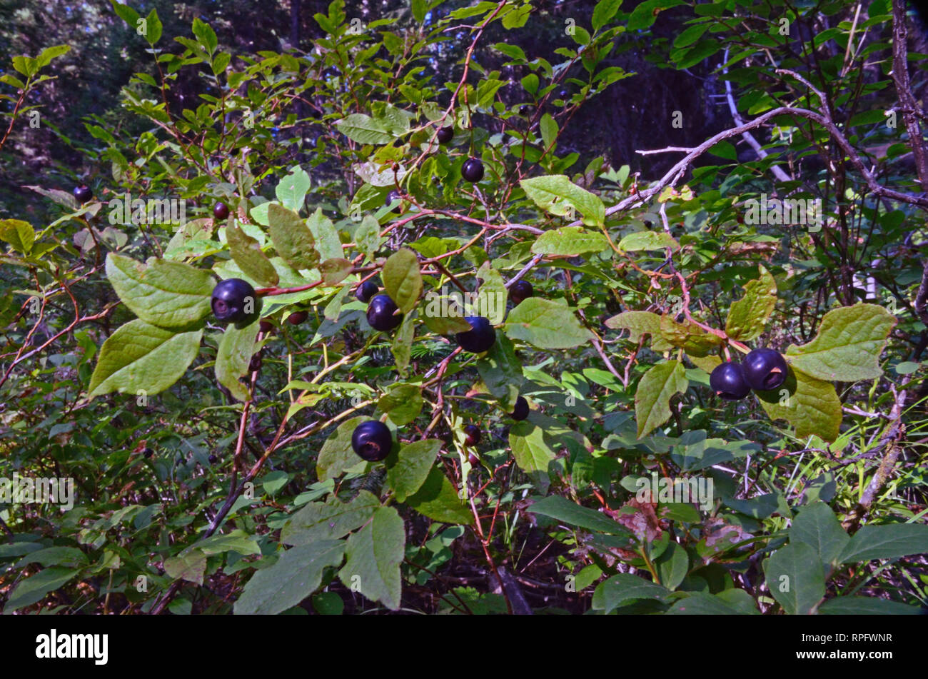 Common huckleberry with ripe berries in summer. Kootenai National ...