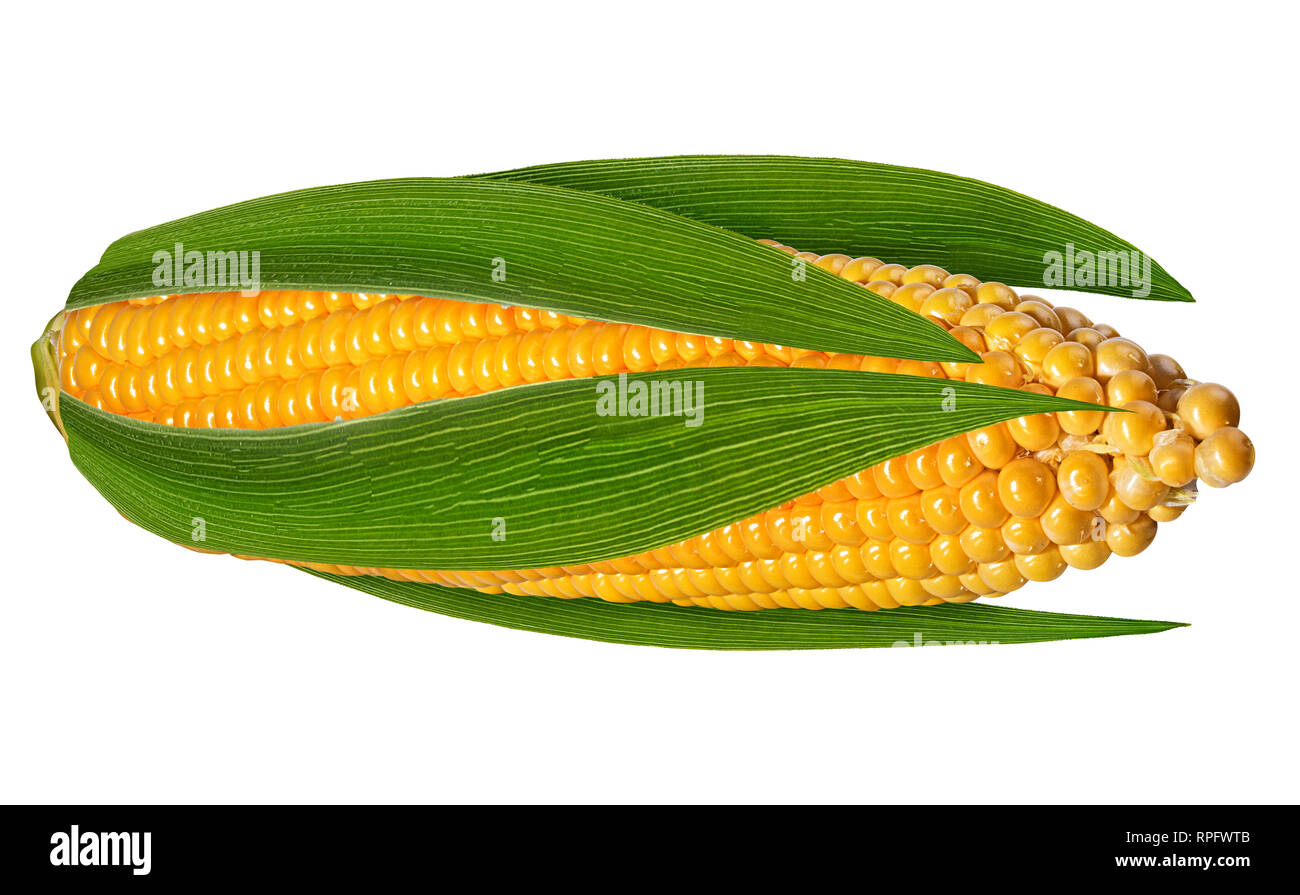 Corn isolated on white background Stock Photo - Alamy