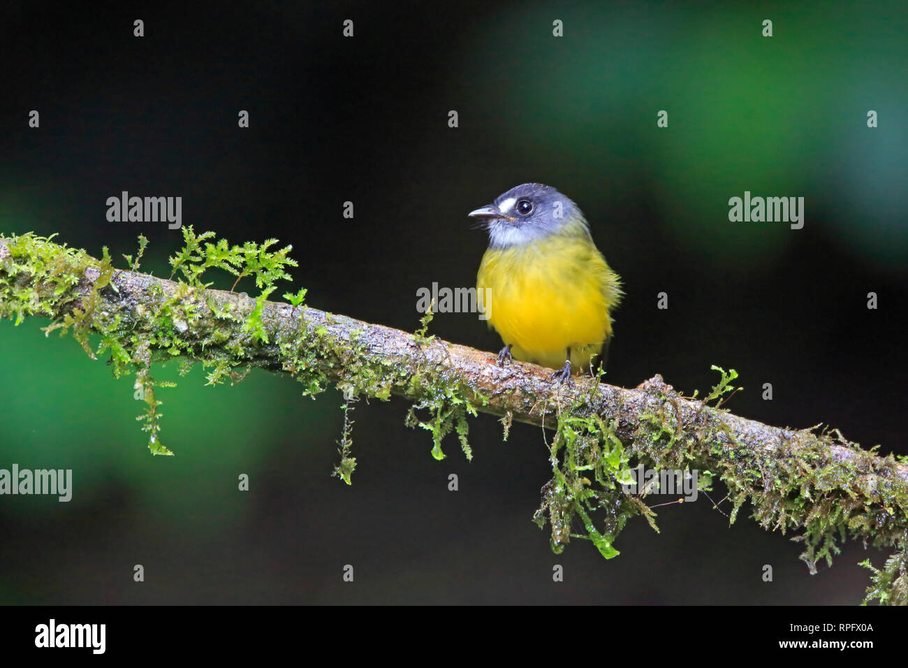 Ornate flycatcher hi-res stock photography and images - Alamy