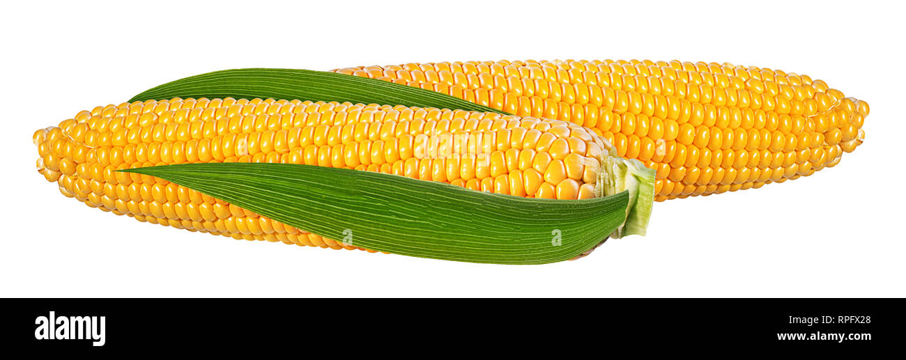 Corn isolated on white background Stock Photo - Alamy
