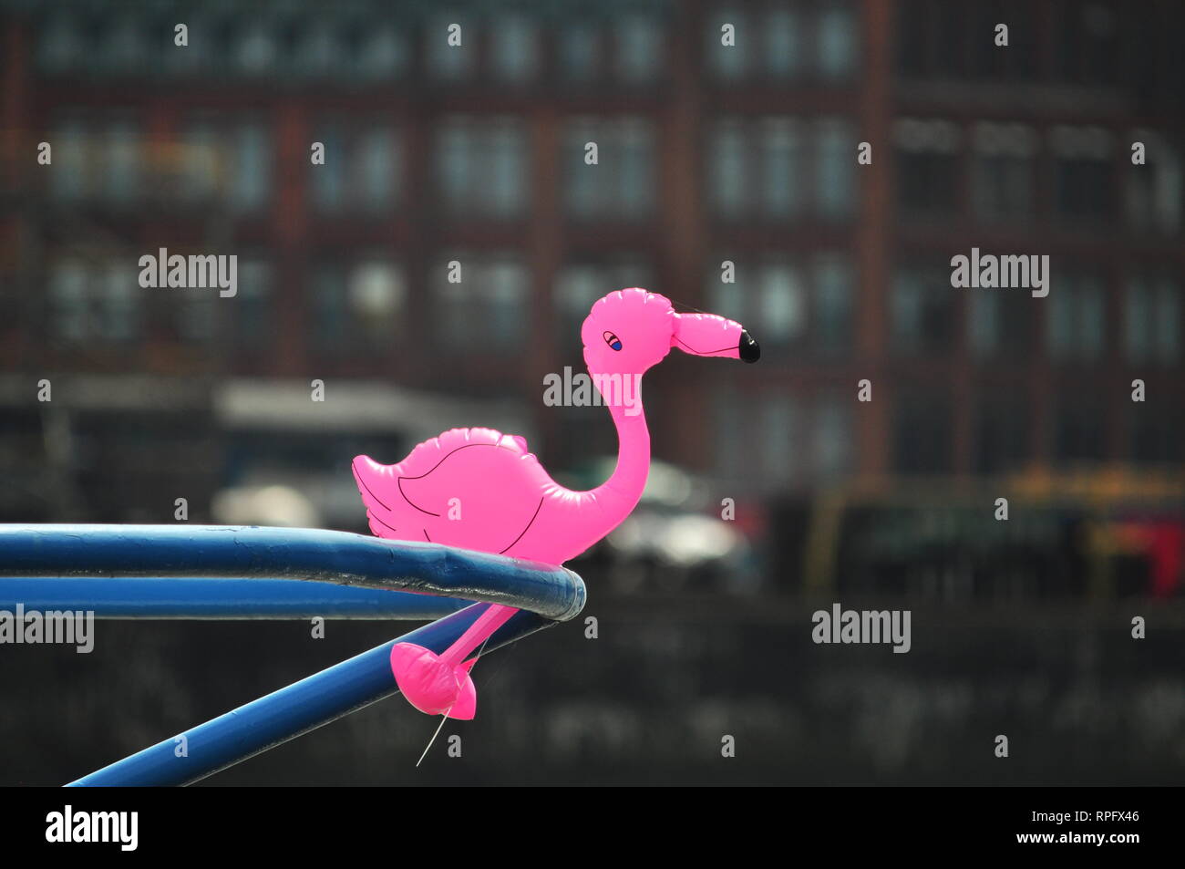 Magenta bird hi-res stock photography and images - Alamy