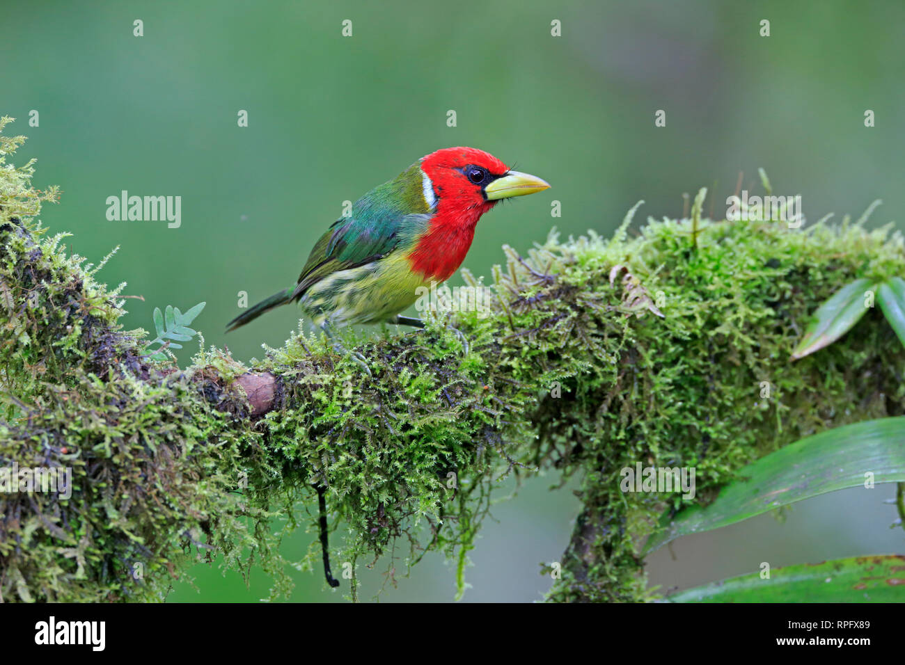 Barbet Bird Stock Photos & Barbet Bird Stock Images - Alamy