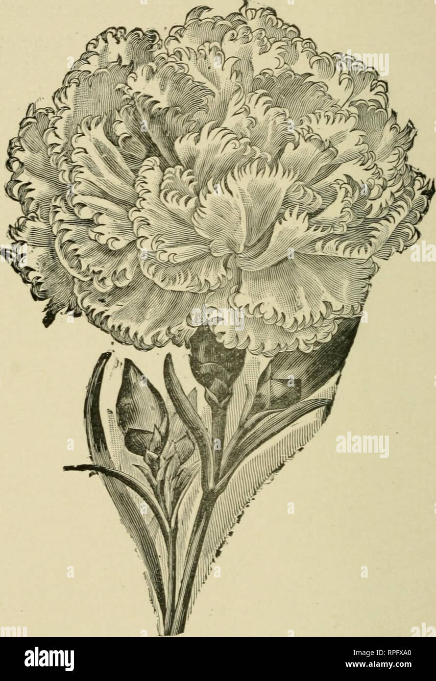 Dianthus caryophyllus l hi-res stock photography and images - Alamy