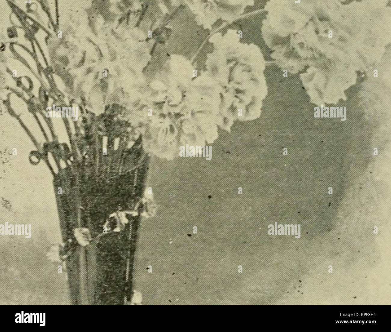 Dianthus caryophyllus l hi-res stock photography and images - Alamy