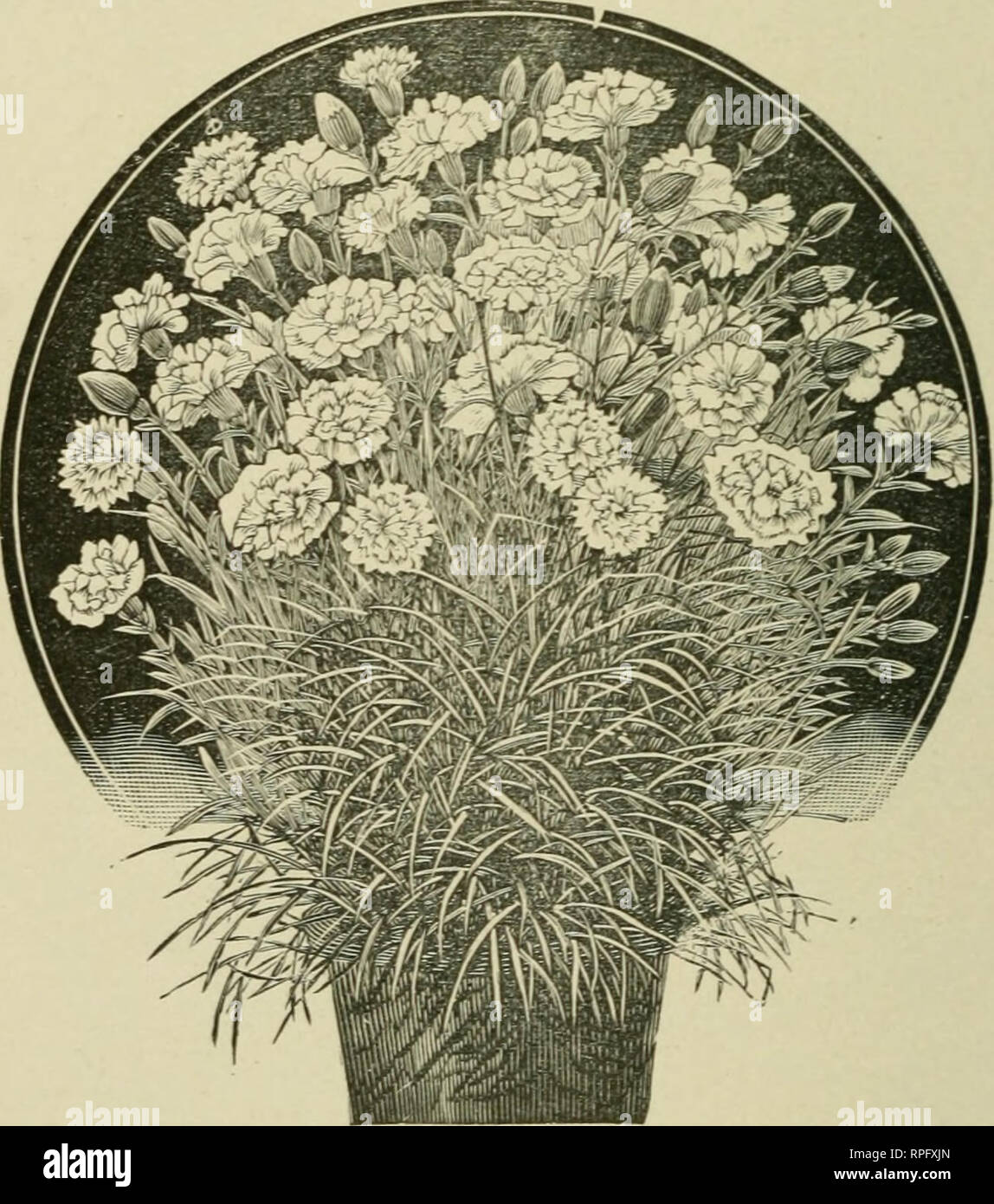 Crown rust disease hi-res stock photography and images - Alamy