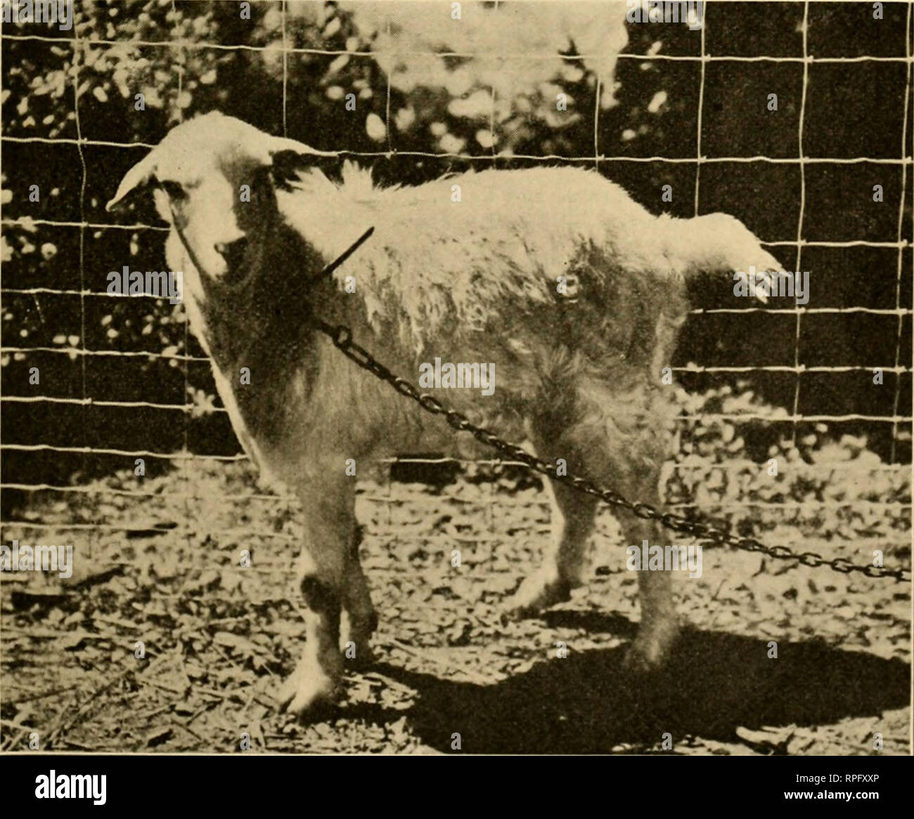 Sheep goat hybrid hi-res stock photography and images - Alamy