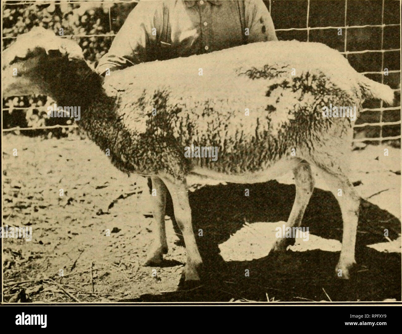 Sheep goat hybrid hi-res stock photography and images - Alamy