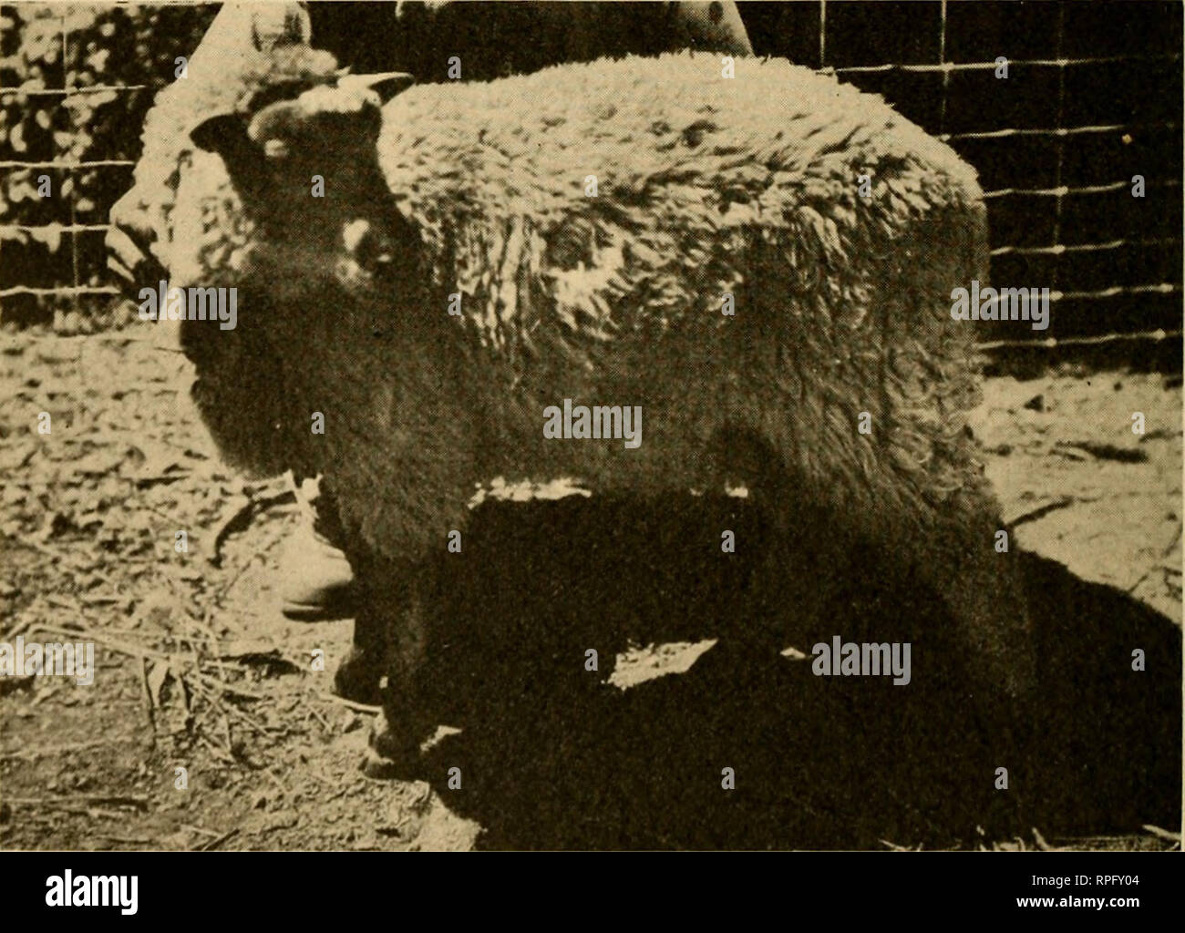 . American breeders magazine. Breeding; Plant breeding; Heredity. Fig ...