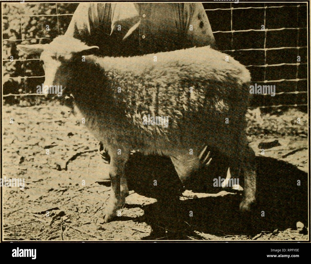 Sheep goat hybrid hi-res stock photography and images - Alamy
