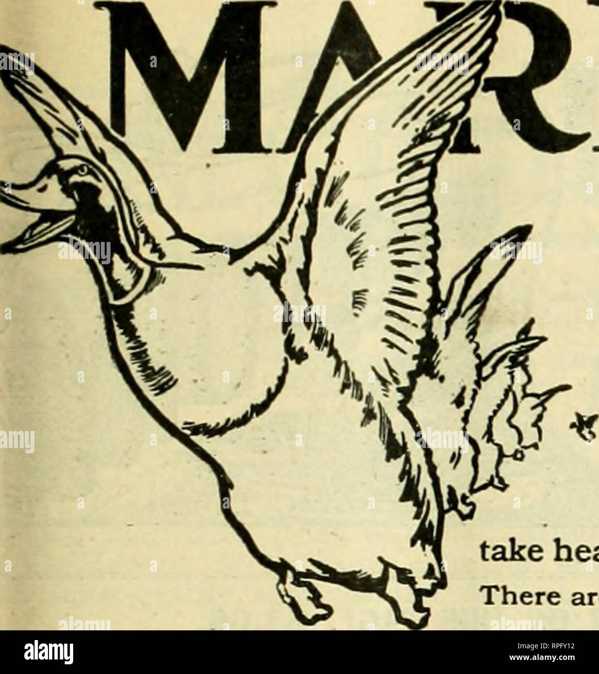 American marlin duck hi-res stock photography and images - Alamy