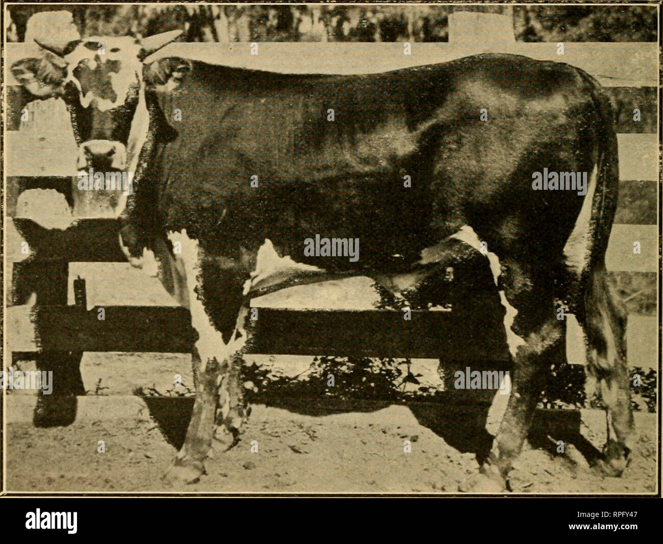 American brahman cattle hi-res stock photography and images - Alamy