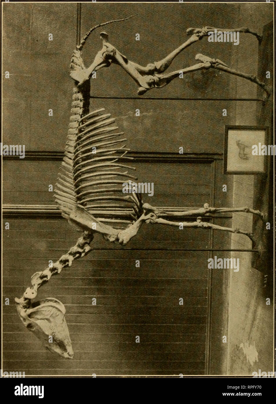 Trapezium bone hi-res stock photography and images - Alamy