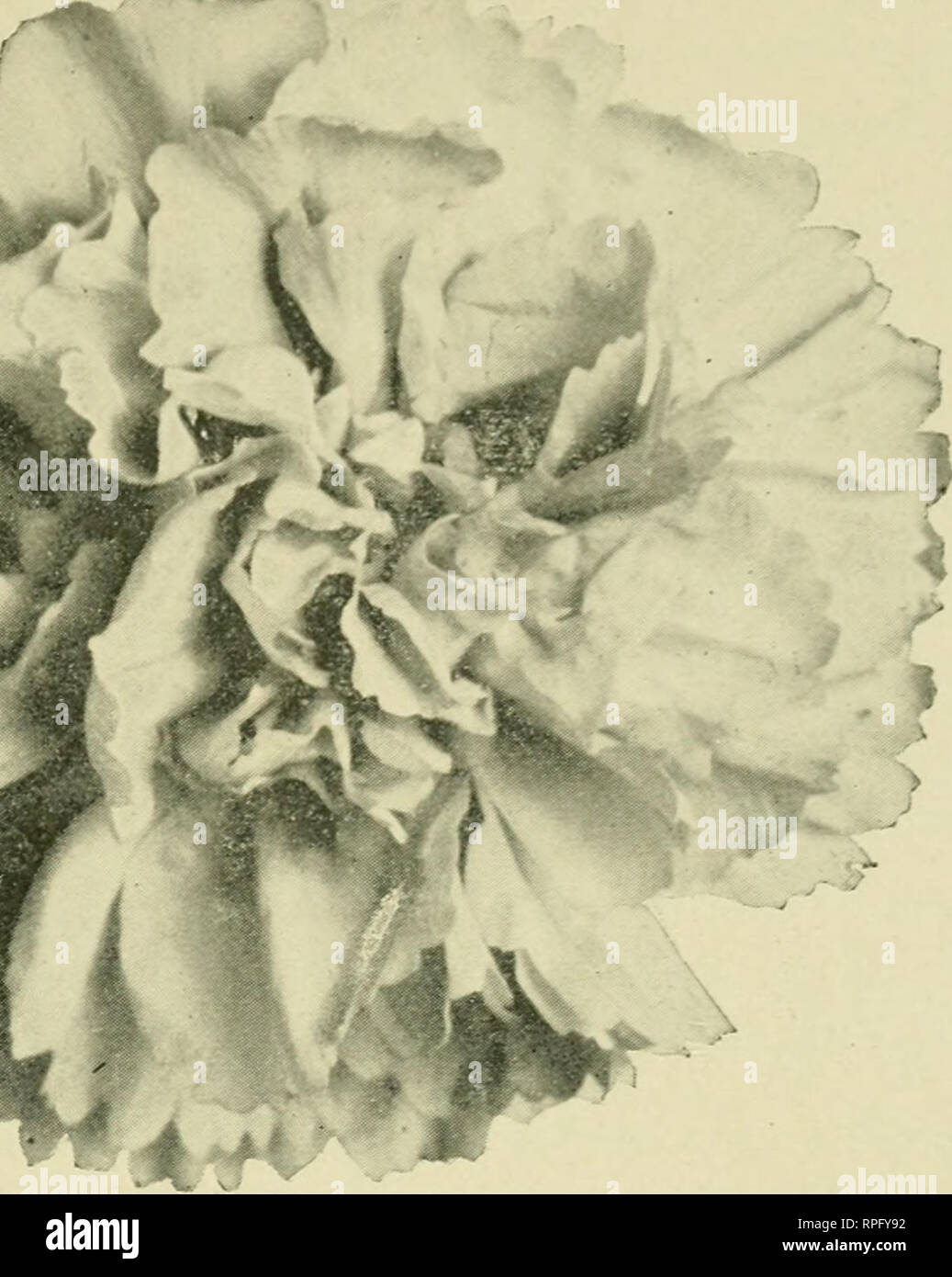 Dianthus caryophyllus l hi-res stock photography and images - Alamy