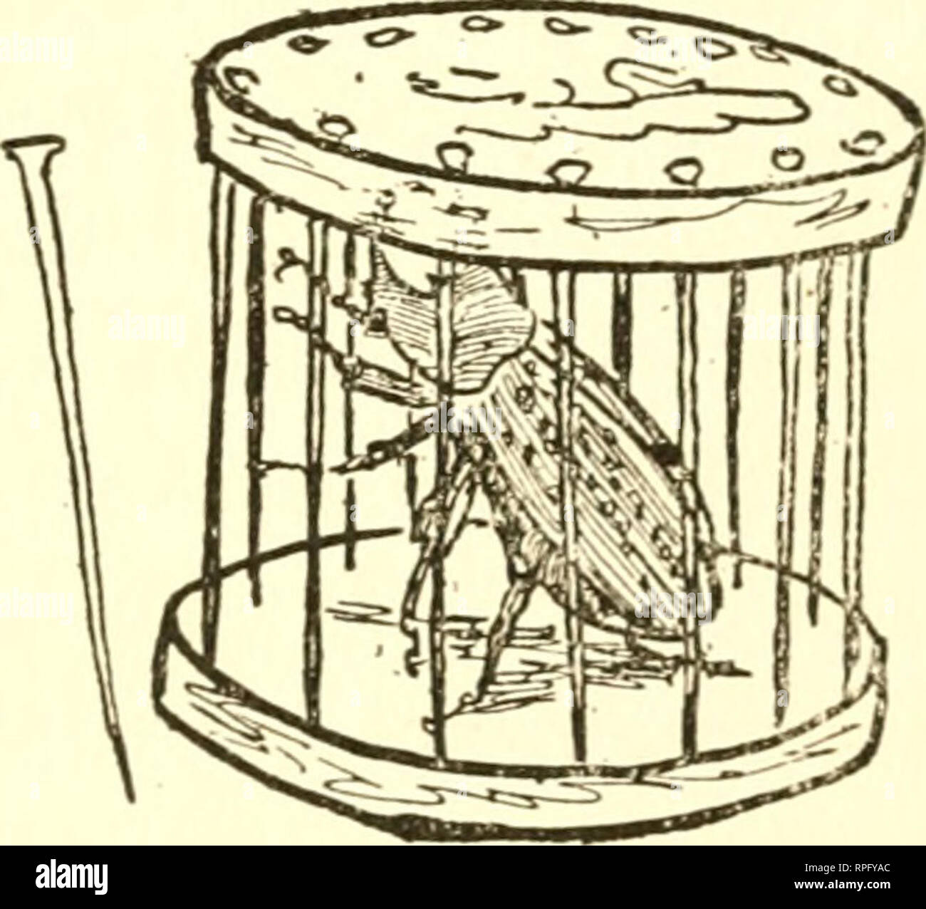 . The American boys' book of bugs, butterflies and beetles. Insects ...