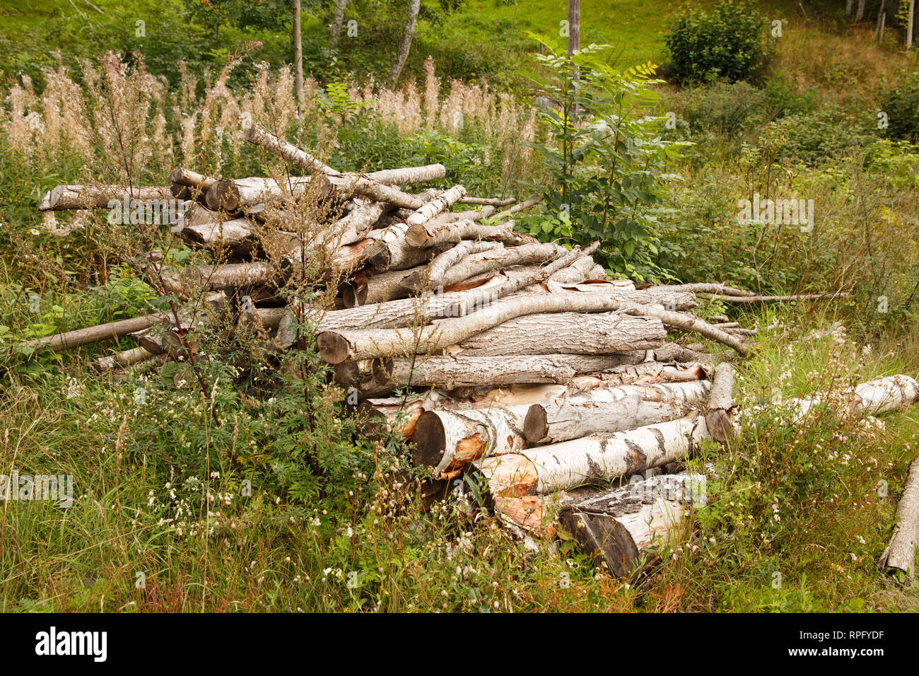 Dried log of tree hi-res stock photography and images - Alamy
