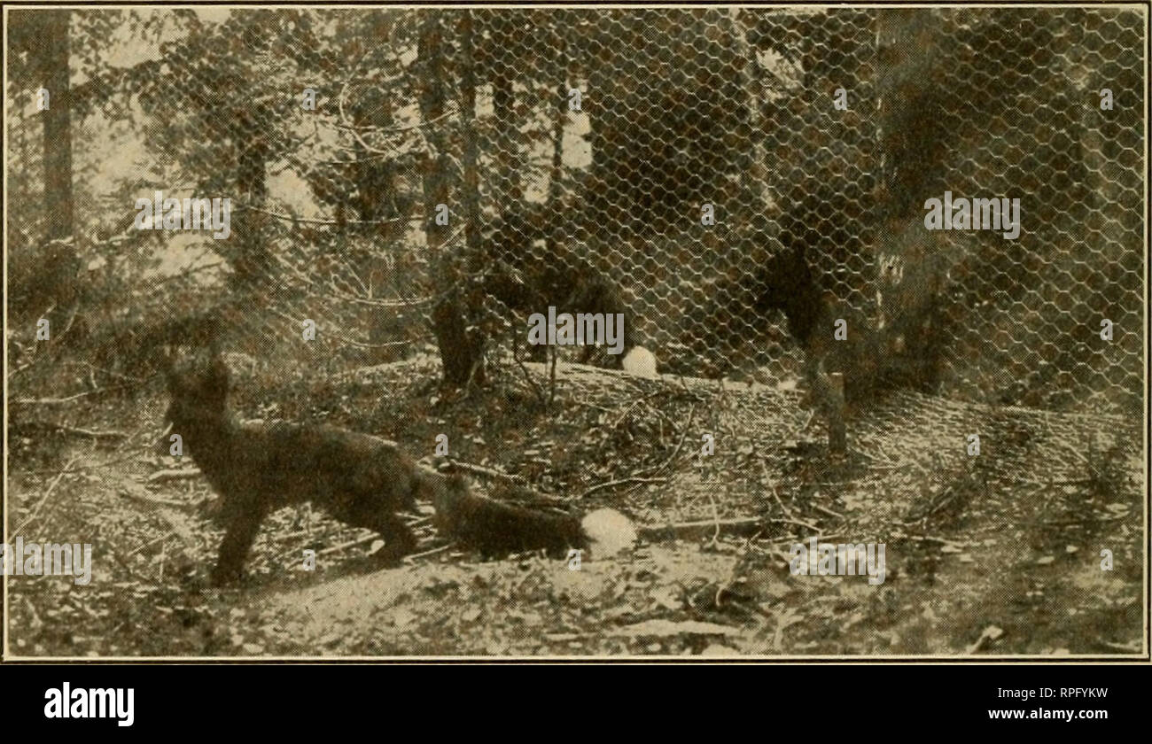 Foxes mating hi-res stock photography and images - Alamy