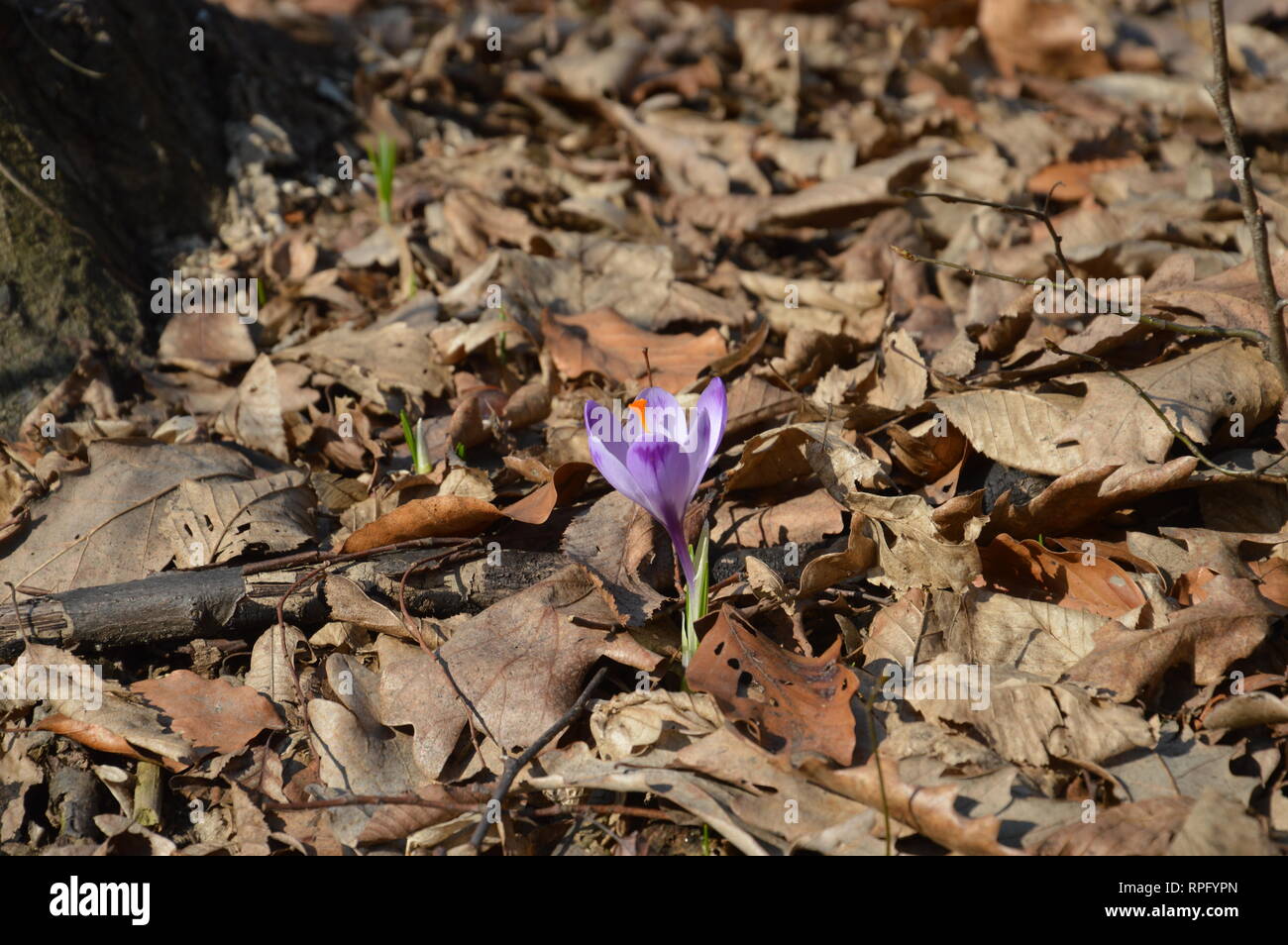Isolated flowers crocus neapolitanus Stock Photo - Alamy
