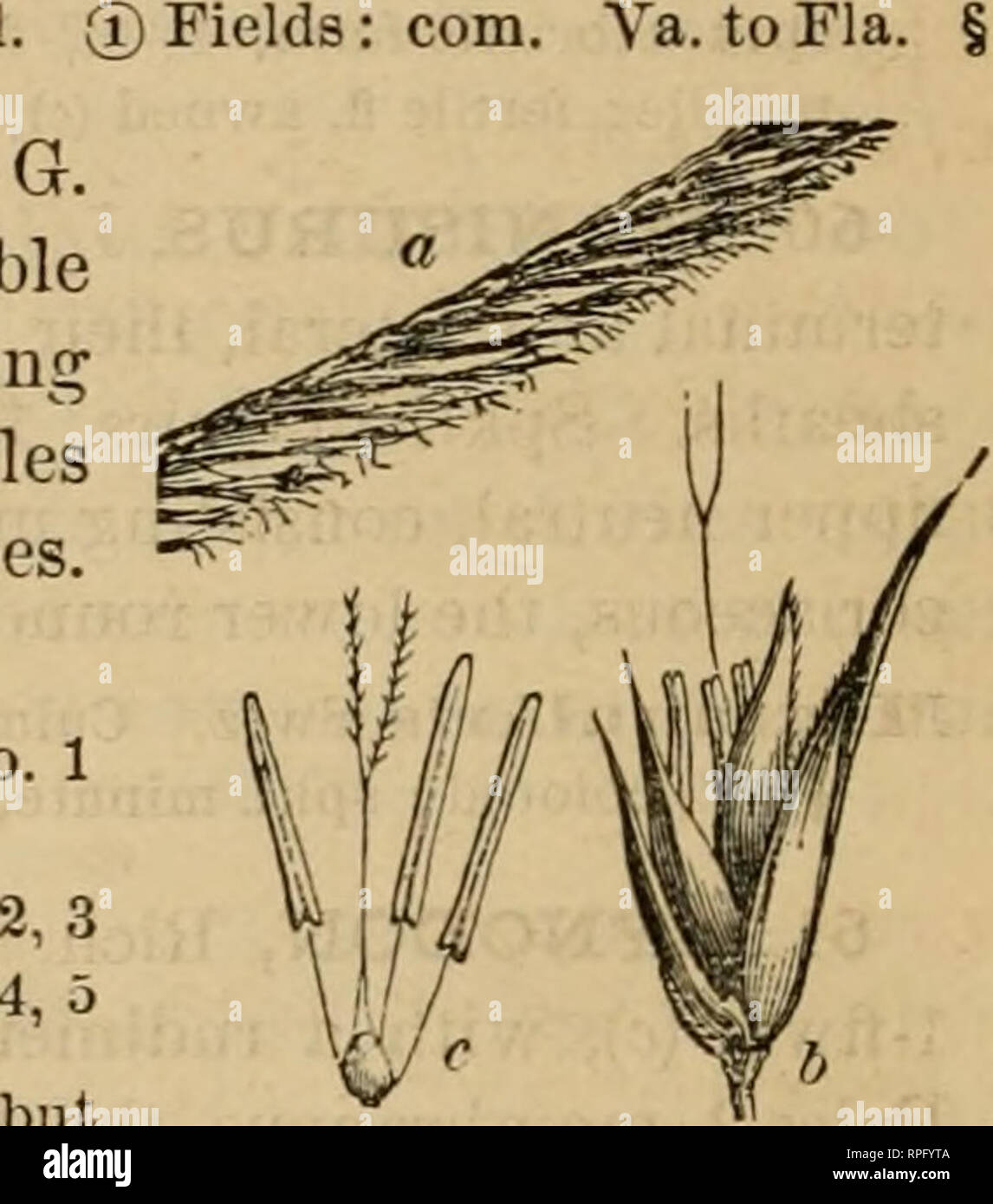 Pointed pales hi-res stock photography and images - Alamy