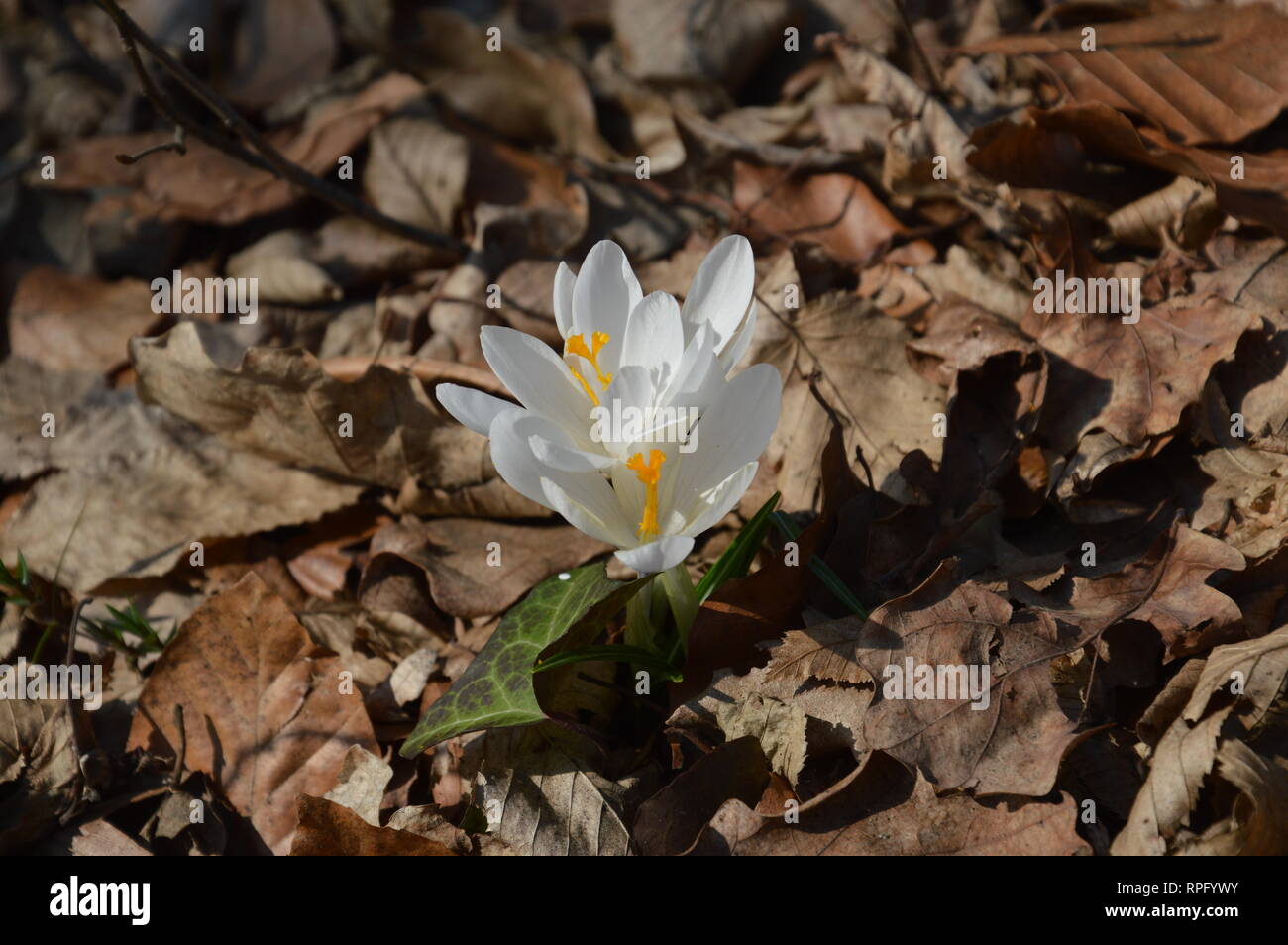 Flowers crocus neapolitanus on nature Stock Photo - Alamy