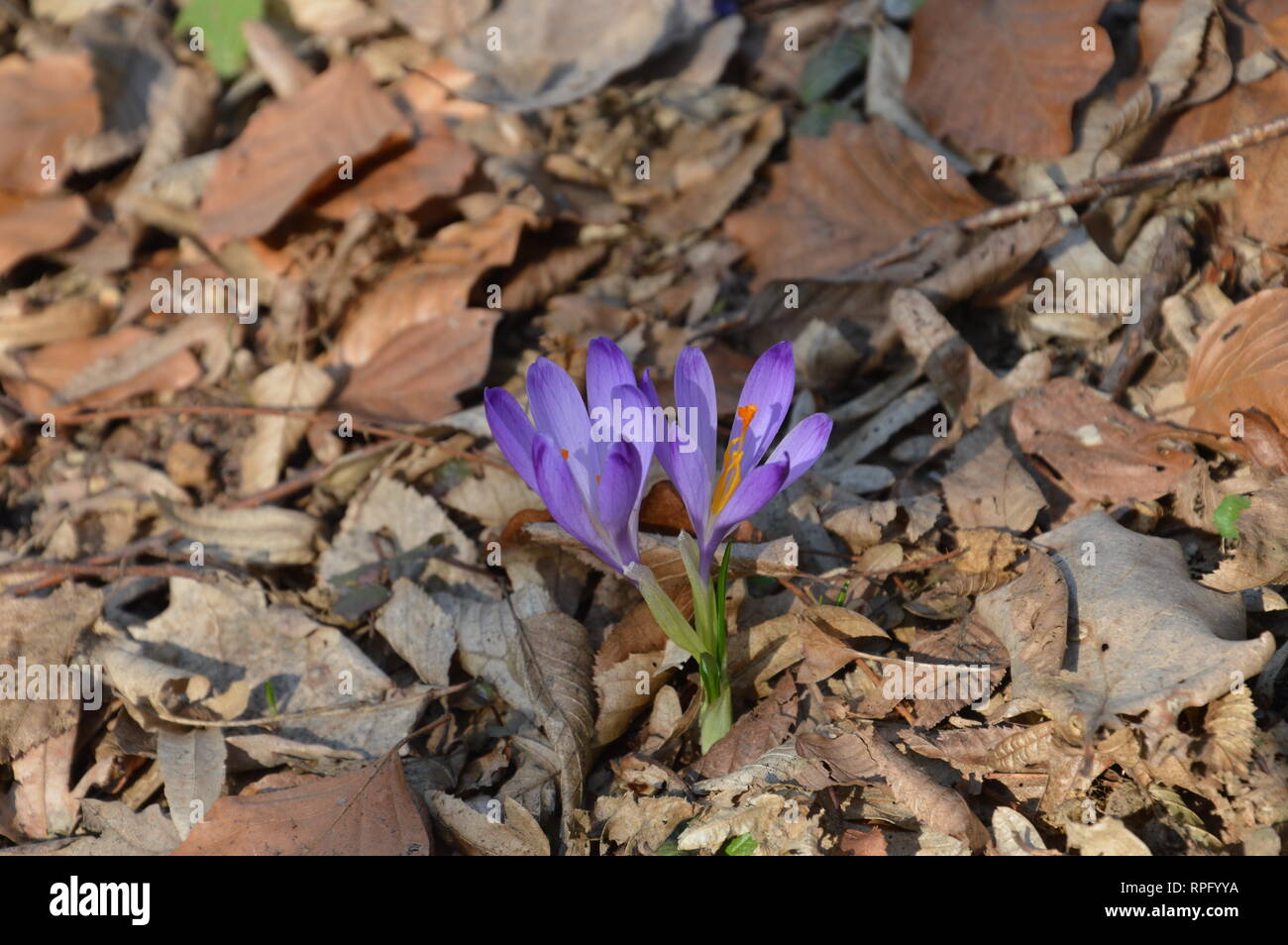 Flowers crocus neapolitanus on nature Stock Photo - Alamy