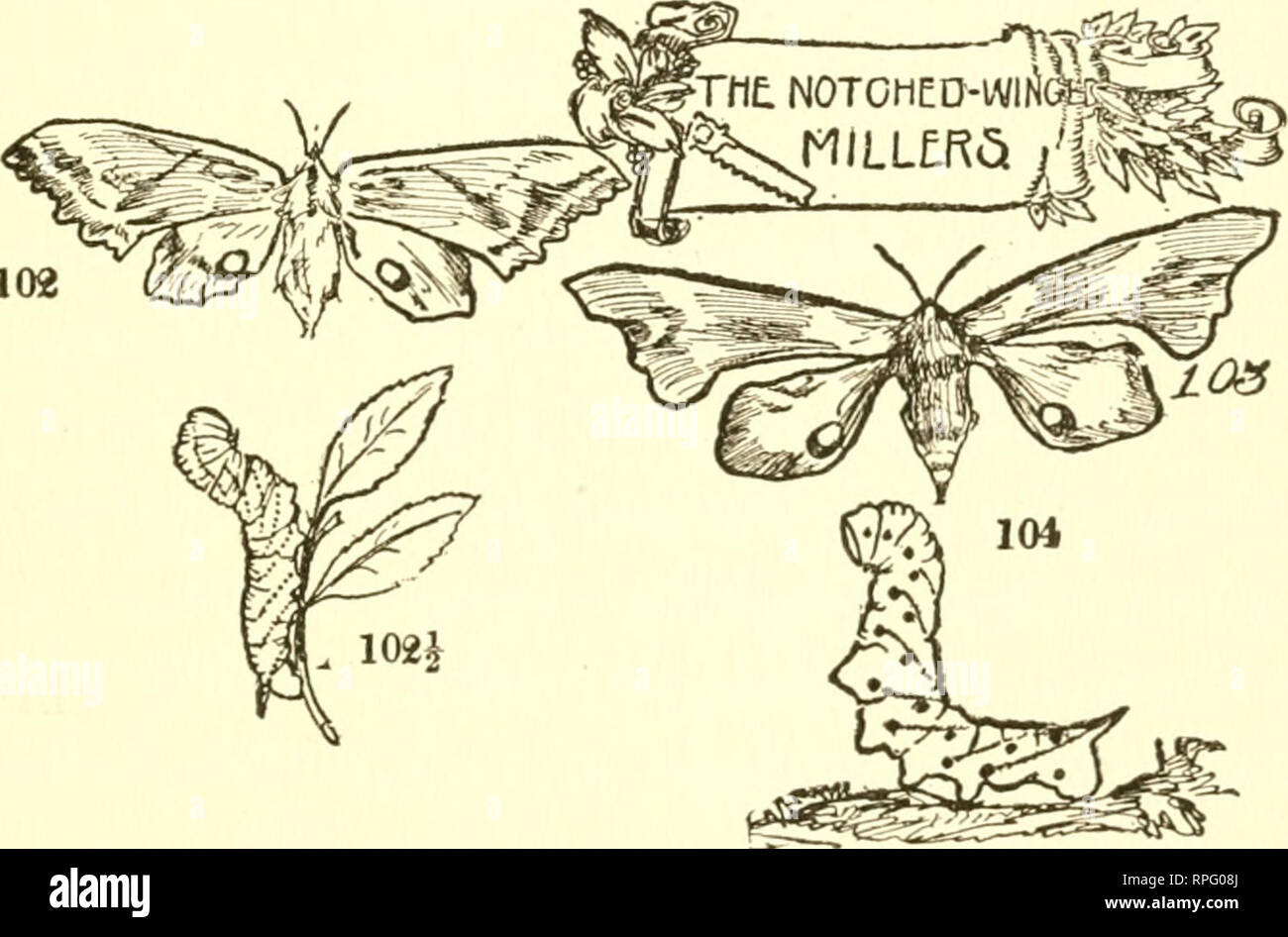 Stockily hi-res stock photography and images - Alamy